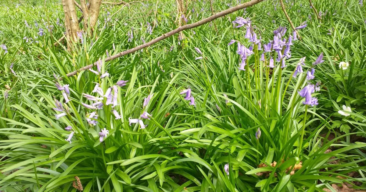 UPHAM - BISHOPS WALTHAM - Ramblers